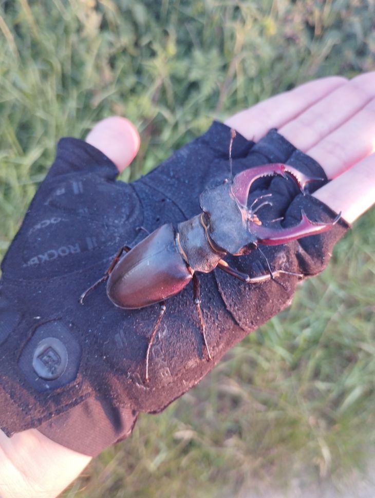 Brouk - Fotky - Bike-forum.cz